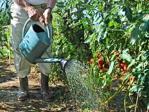 Vanning tomater