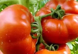 Deskripsi dan karakteristik kenikmatan surga tomat, hasil