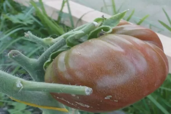 All-Weather Tomato