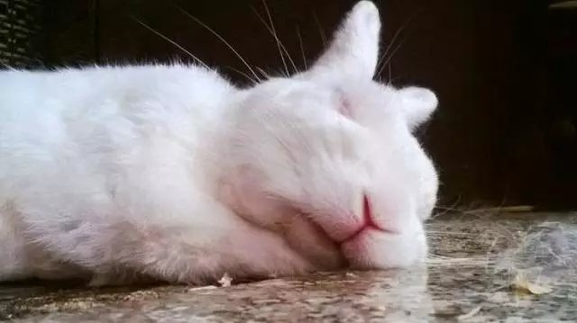 兔子睡覺