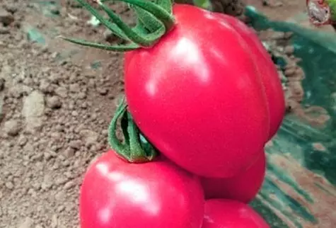 Tomate de tomate Pioneer roz