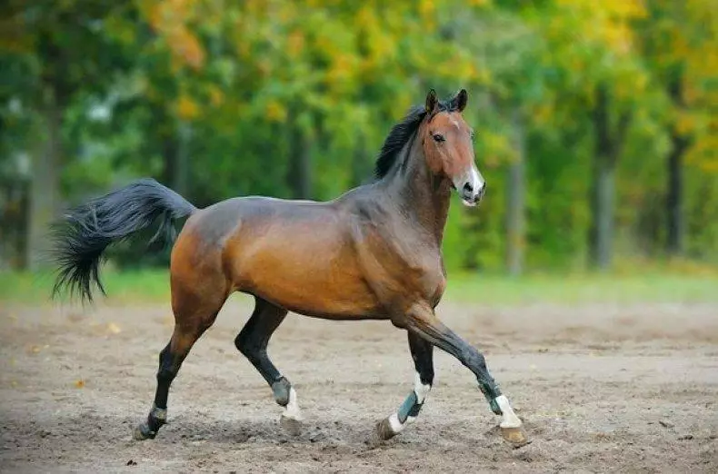 En vacker häst