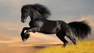 外表的歷史和與野馬品種的馬匹不同，是可以馴服一匹馬