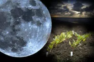 Lunar-kalinder foar túnker en túnker foar 20 maart 2021, de bêste en minste dagen foar it siedjen