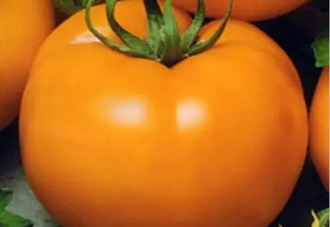 Penampilan tomat raja madu