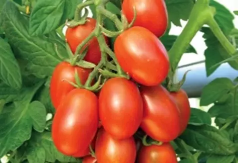 Bušai Pomidorai Katenka.