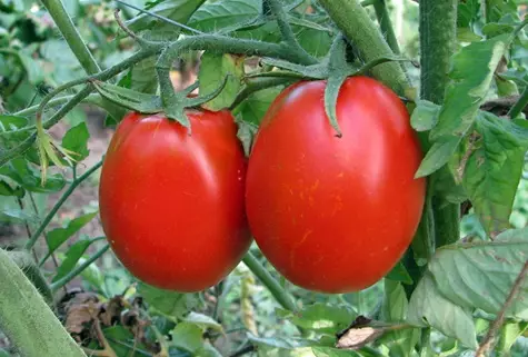 Tomato Katenka trong đất mở