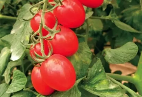 Išvaizda Pomidorai Katenka.