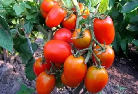 Bushes Tomato Katenka