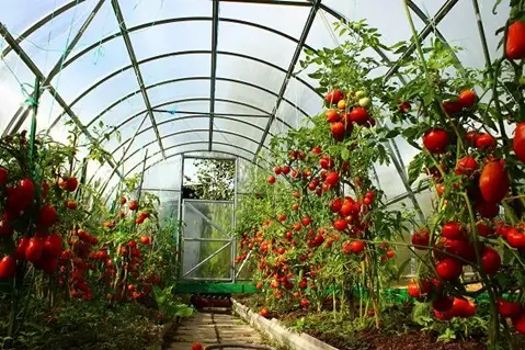 עגבניות ב Teplice.