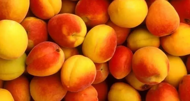 Ama-apricots amakhulu