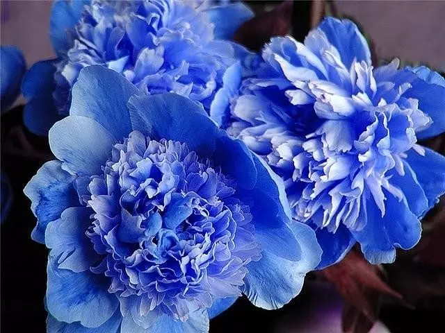 Blue Peonies.