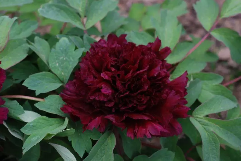 Svartur peonies.