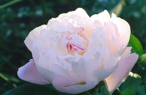 Grietinėlės peonies.