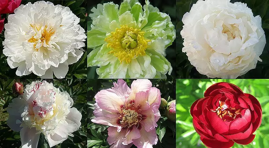 Daug peonies.