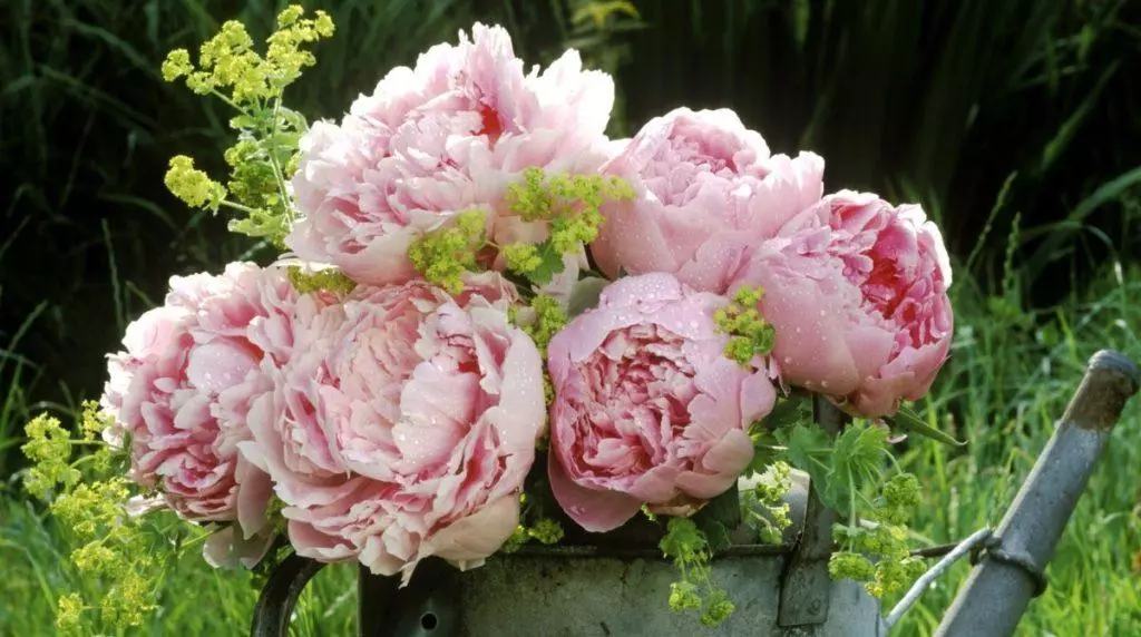 Bleikar peonies.