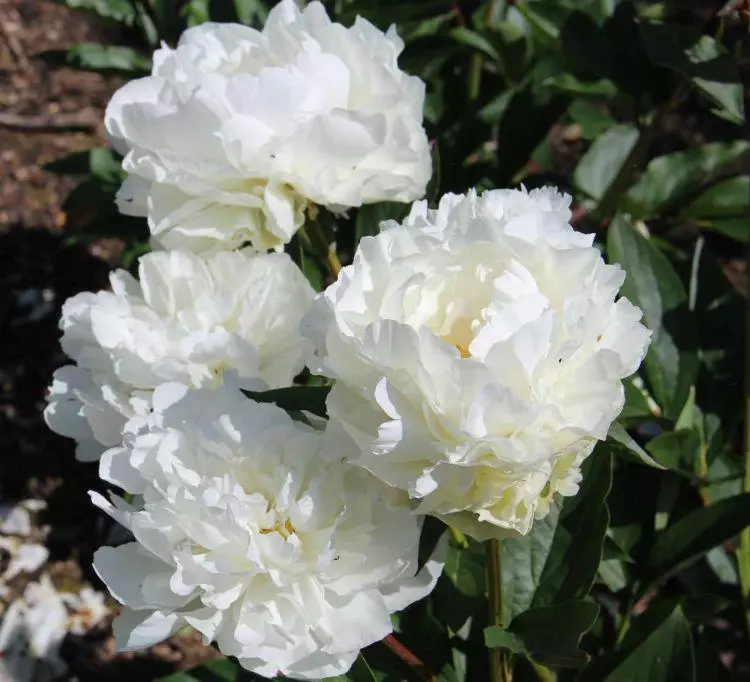 Hvítar peonies.