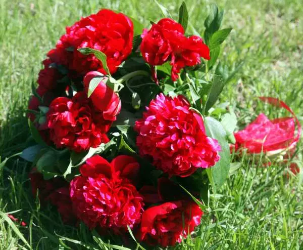 Црвени peonies