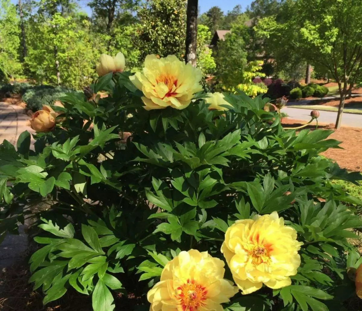 Gult peonies.