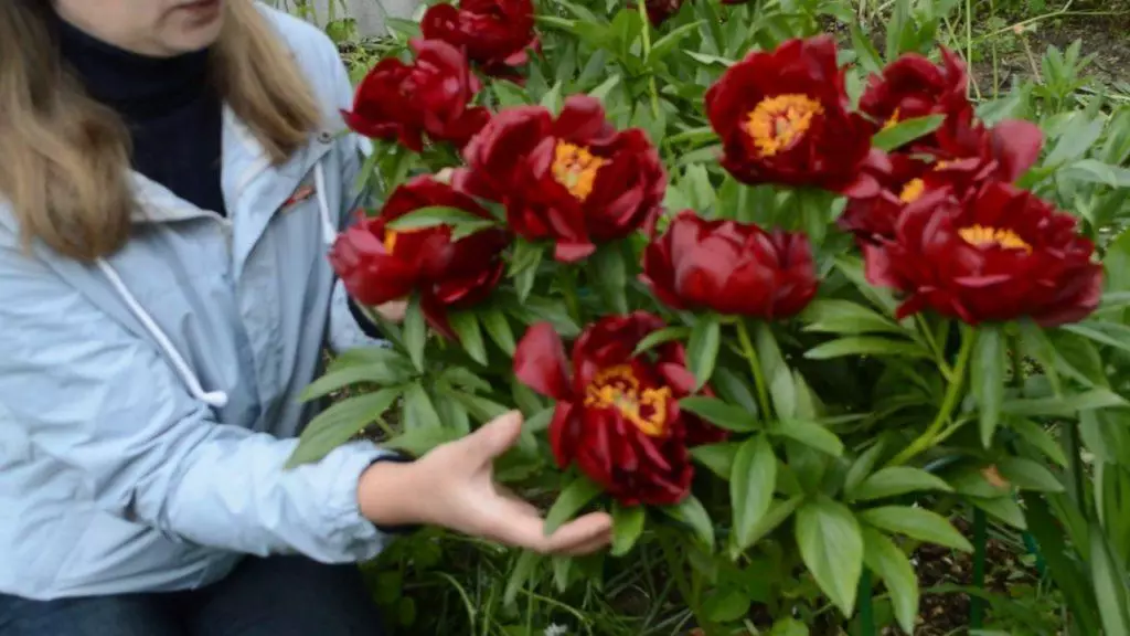 Црвени peonies