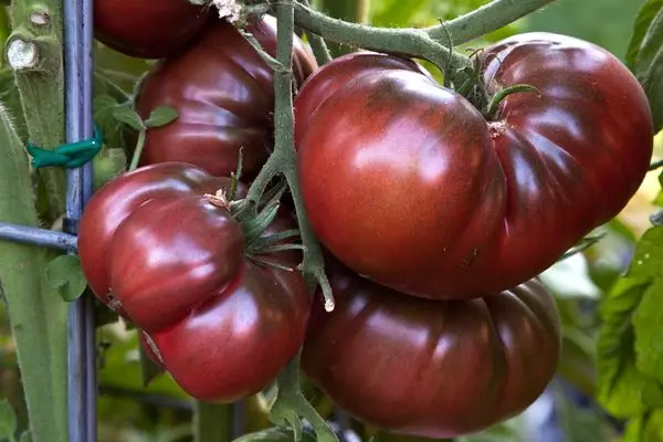 Mustad tomatid