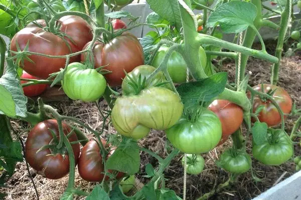 Tomaten an Tropultate