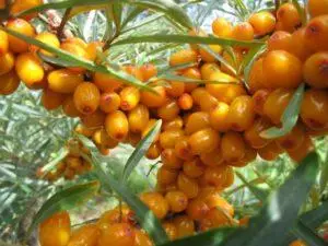 Wann Dir sammelt a wéi Dir Sea Buckthorn direkt doheem späichert