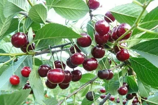 Berries ya Cherry.