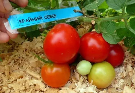 Llwyni tomato dwll eithafol