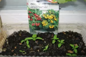 Popis Tomato Micron NK paradajka, rastúca a charakteristická metóda