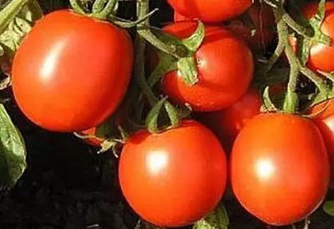 Tomaatti Extreme pohjoiseen puutarhassa