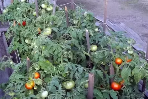 Tomato ekstremno severno na odprtem tal