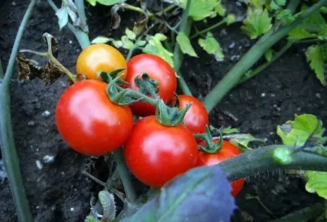 Външен вид домати крайния север