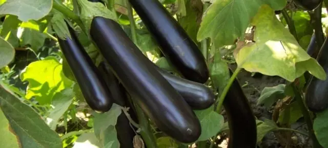 Eggplant Russian Bogatyr