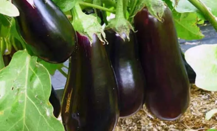 Eggplant marzipan.