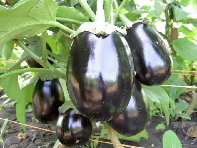 Eggplant marzipan f1.