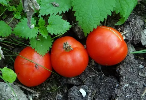 Vzhľad paradajok pôdy Fungi