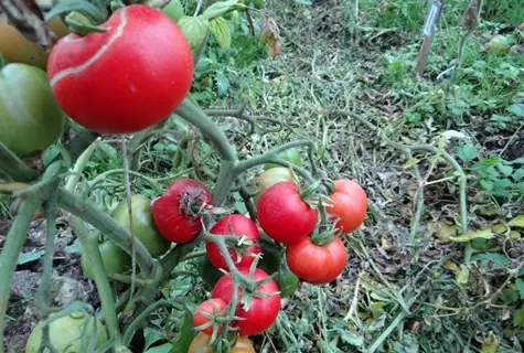 الطماطم فطر الأرض في الحديقة