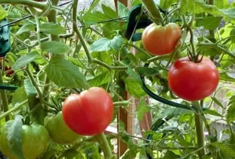 Tomato-arbustamentoj grungoj