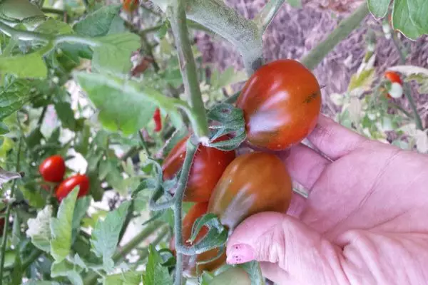 Tomato Cherry Blostam.