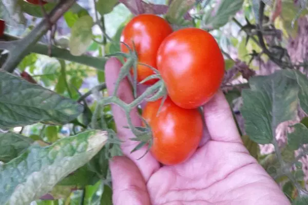 Cariño de cereza