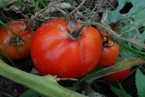 Rumpai dengan tomato.