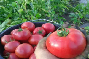 Beschrijving van de verscheidenheid aan tomaat Lvovich, zijn voor- en nadelen