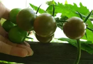 Pomidor Diksning xilma-xilligi va tavsifi, uning hosildorligi
