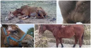 Vzroki in simptomi videza piroplazmoze na konjih, zdravljenju in preprečevanju