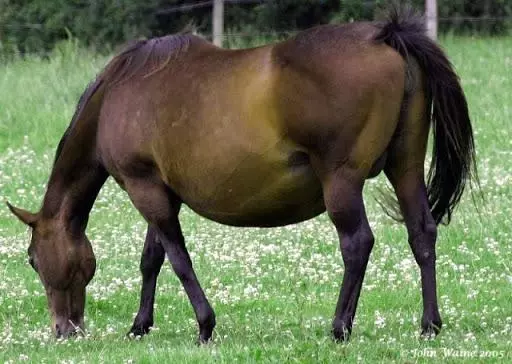 Бременна кон.
