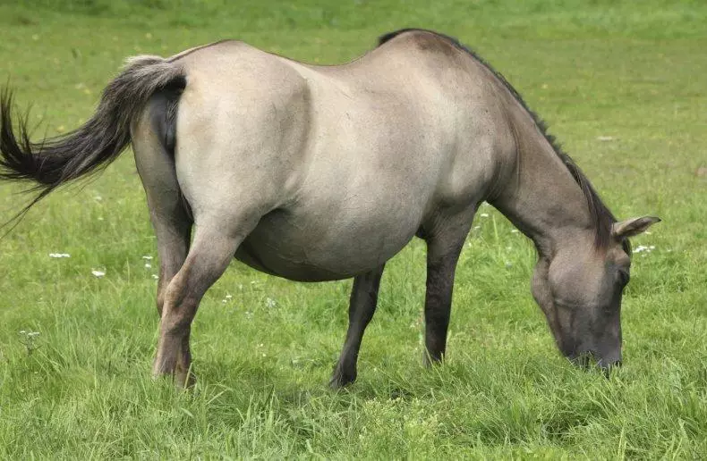 Trudnički konj