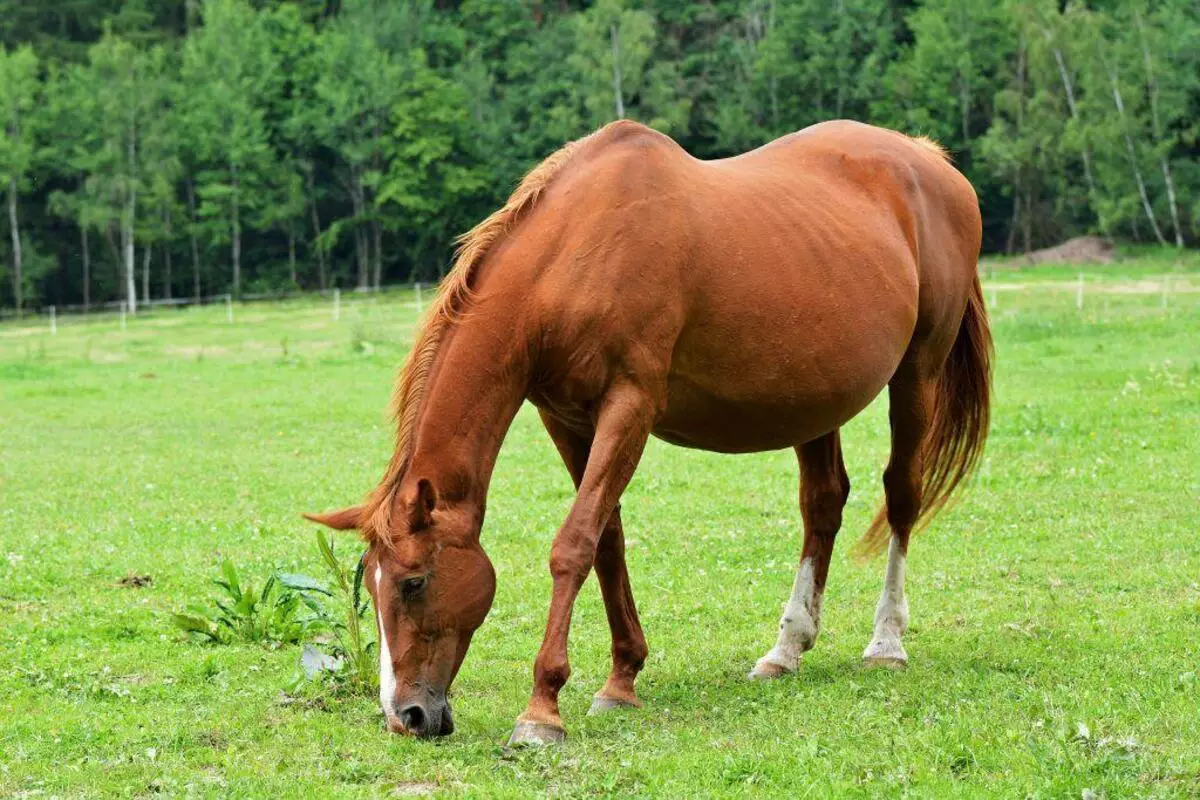 Cavall embarassat