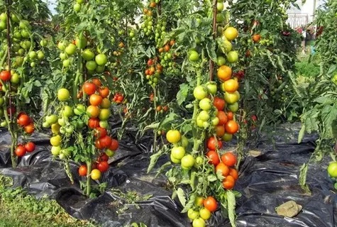 Kauniita tomaatteja puutarhassa