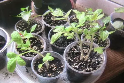 Pomidorų auginimo sodinukai